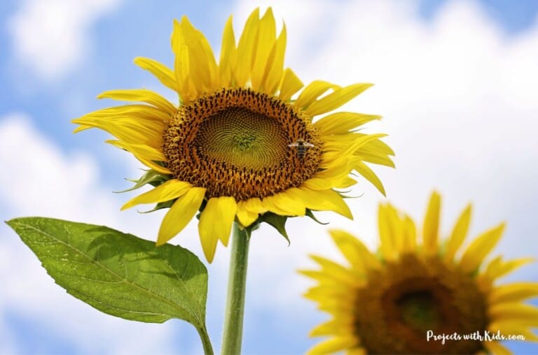 Sunflower Art Project with Real Sunflowers - Projects with Kids